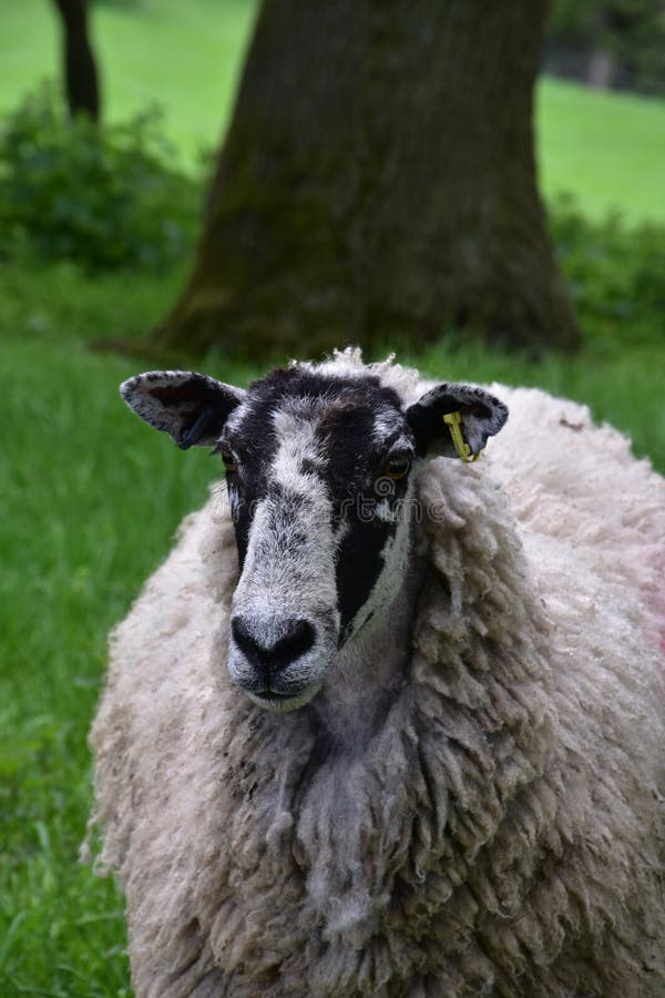 Looking into the Face of a Mature Sheep Stock Photo - Image of pasture ...
