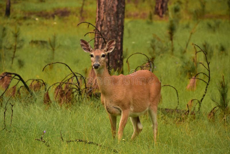 Looking into the Face of a Startled Doe Stock Image - Image of startled ...