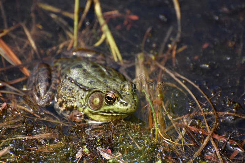 A toad in the swamp stock photo. Image of animal, tropical - 64391928