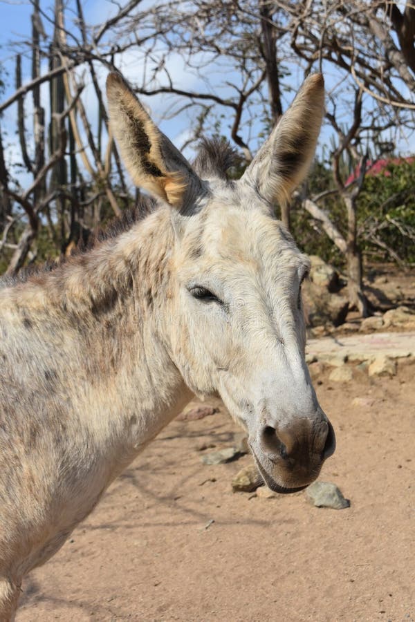 Looking into the Face of a White Wild Donkey Stock Photo - Image of ...