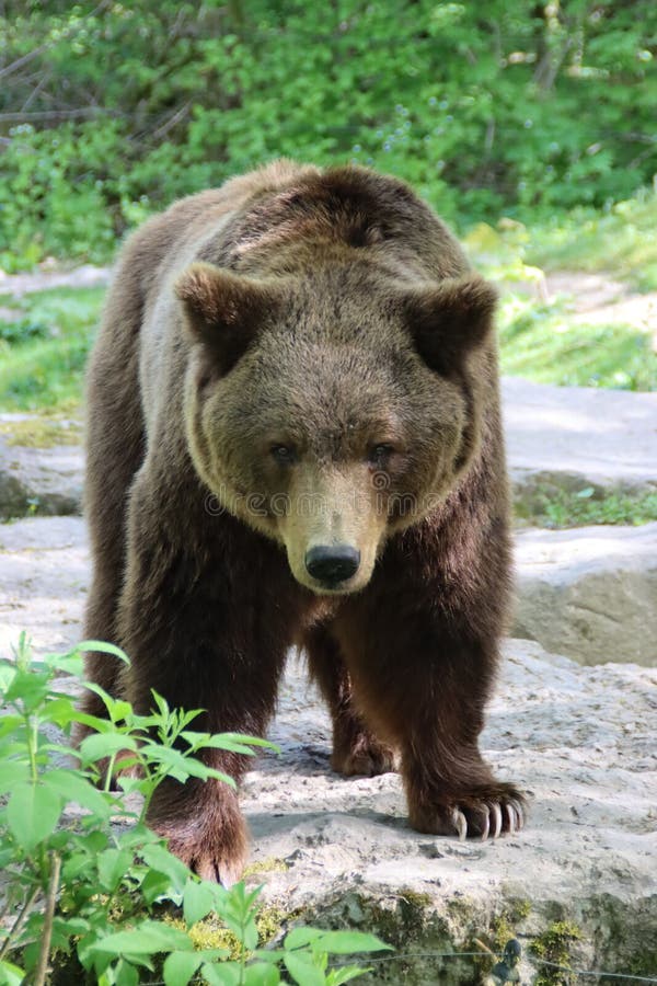 Looking into a Female Brown Bears Eyes Stock Photo - Image of female, brown: 322544102