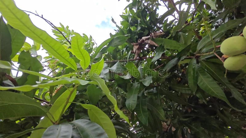Looking at the Flowering Branch of a Mango Tree Flower. Stock Footage ...