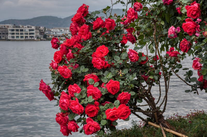 Looking at the Flowery Red China Rose Tree. Stock Image - Image of ...