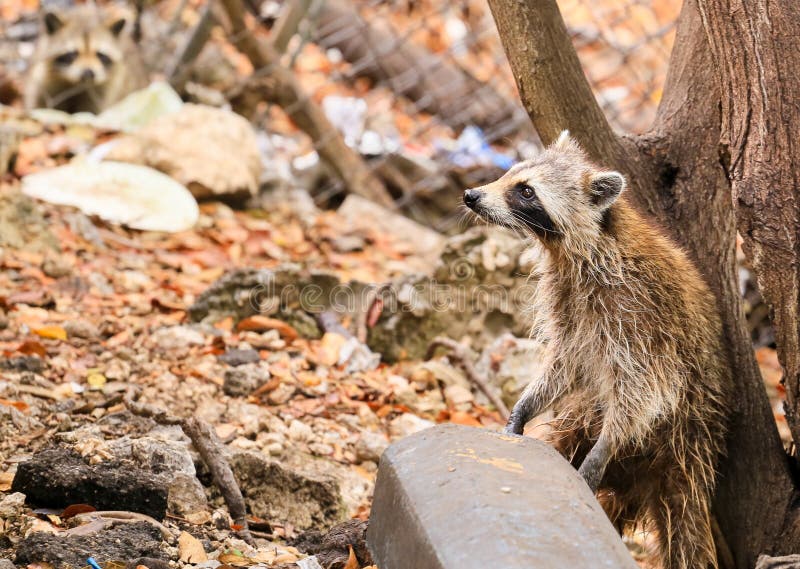 Racoon on the Run stock image. Image of island, animal - 89497401