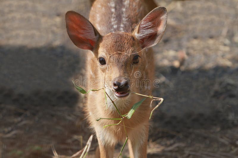 Deer Head Face Forward Stock Photos - Free & Royalty-Free Stock Photos ...