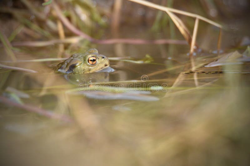 Looking frogs stock photo. Image of common, animal, macro - 115822388