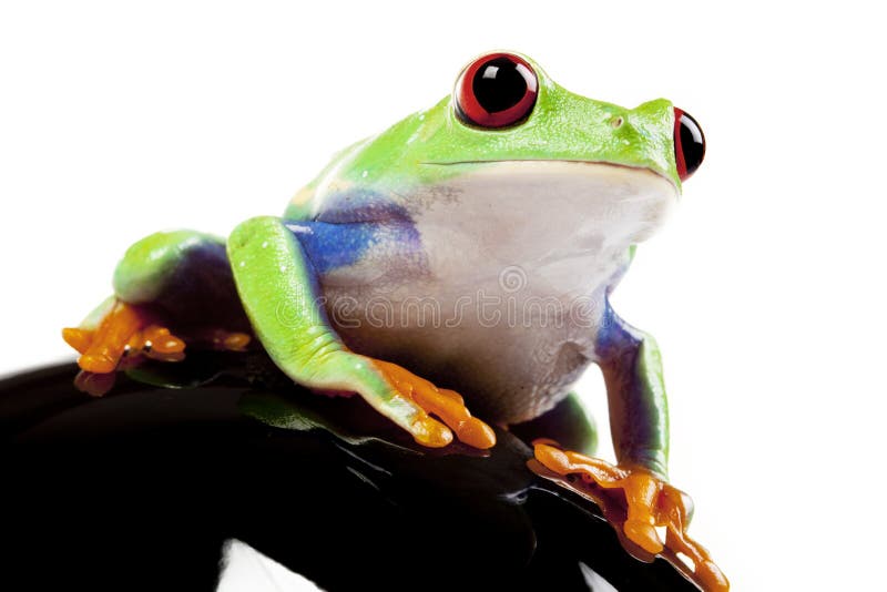 Looking Froggy stock photo. Image of colours, wildlife - 12867422