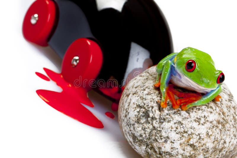 Looking Froggy stock image. Image of amphibian, environment - 12867431
