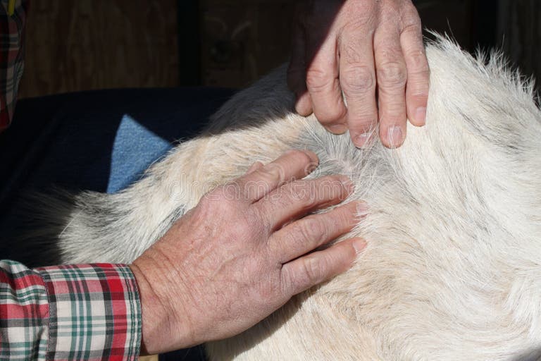 Looking at the Goats Skin stock image. Image of medical - 23597485