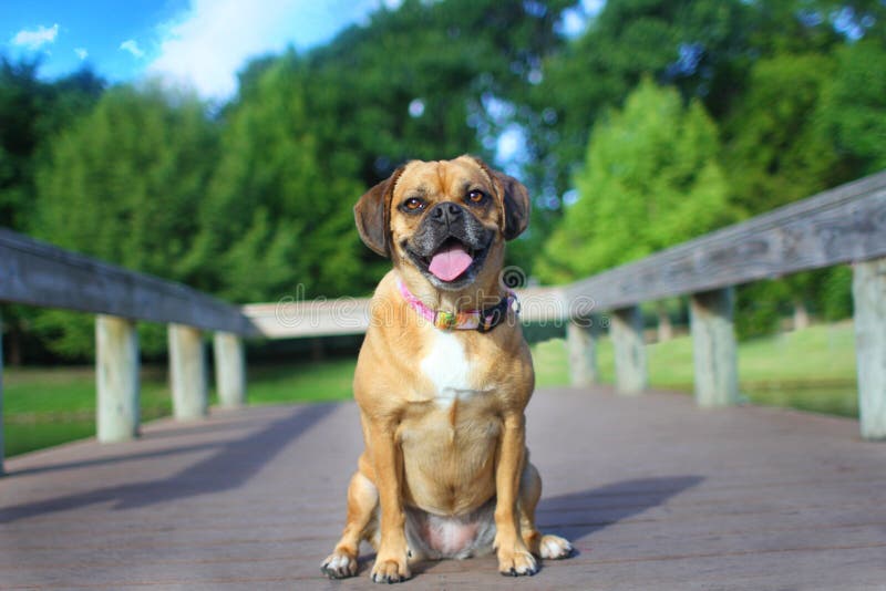 Puggle at the dock stock photo. Image of outside, dock - 120446894