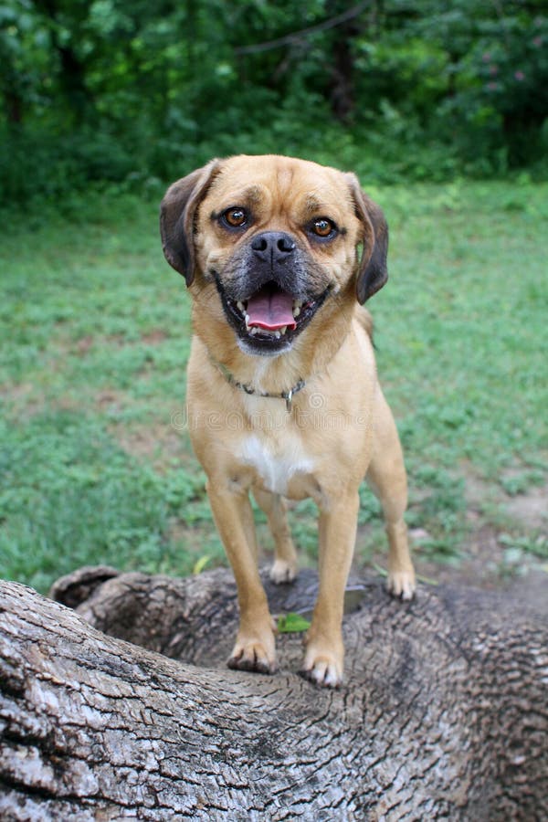 Puggle at the park stock image. Image of exercise, looking - 120446777