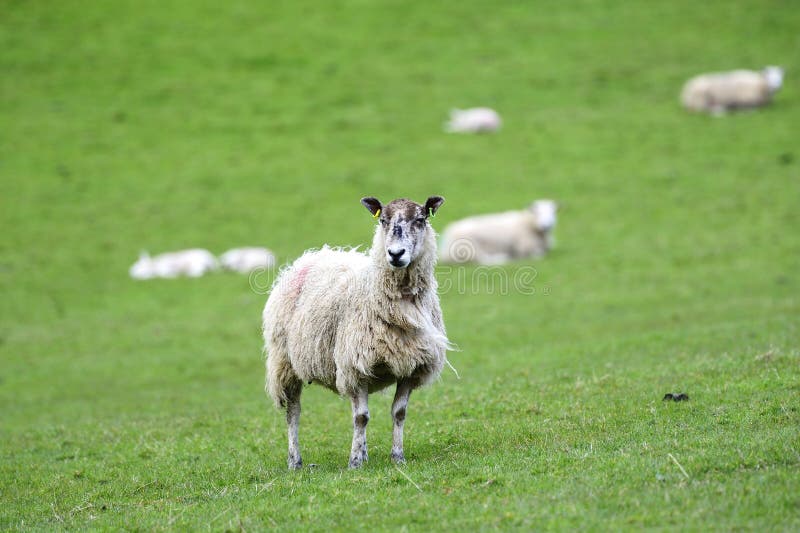 Looking for her offspring stock image. Image of baby - 69541179