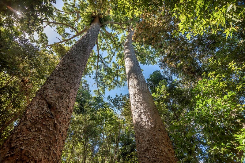 Looking High Up at the Tall Trees in Australia Stock Image - Image of ...
