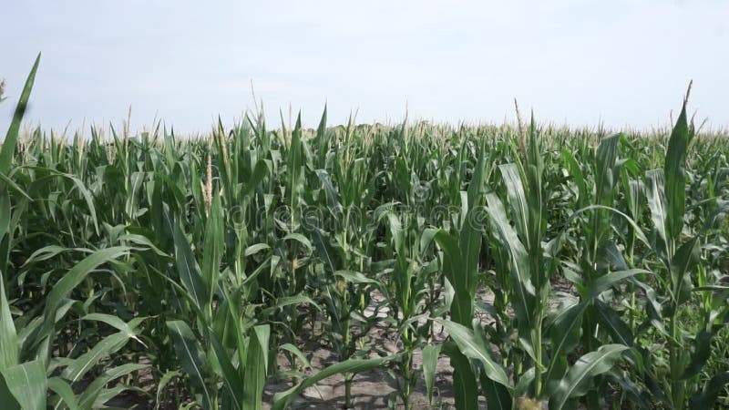 Looking through a Large Corn Field Stock Video - Video of plants, corn ...