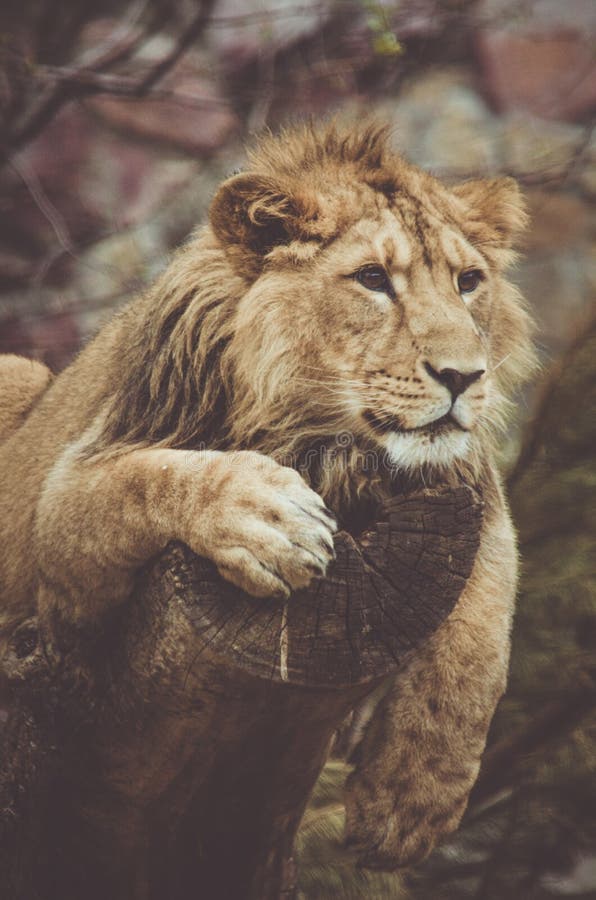Looking lion stock image. Image of tree, mane, relax - 75442393