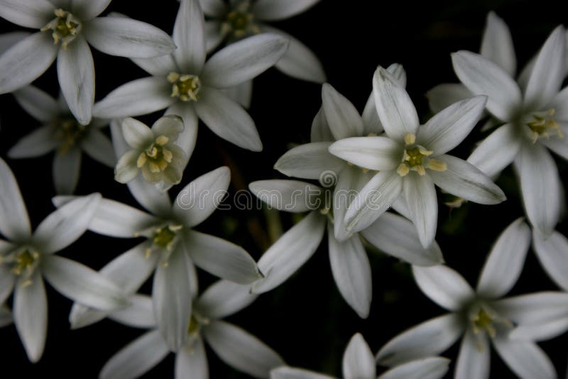 Spring Flowers in Moab , Utah ! Stock Image - Image of spring, flowers ...