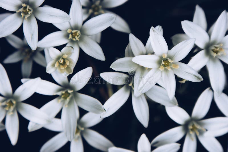 Spring Flowers in Moab , Utah ! Stock Image - Image of spring, flowers ...