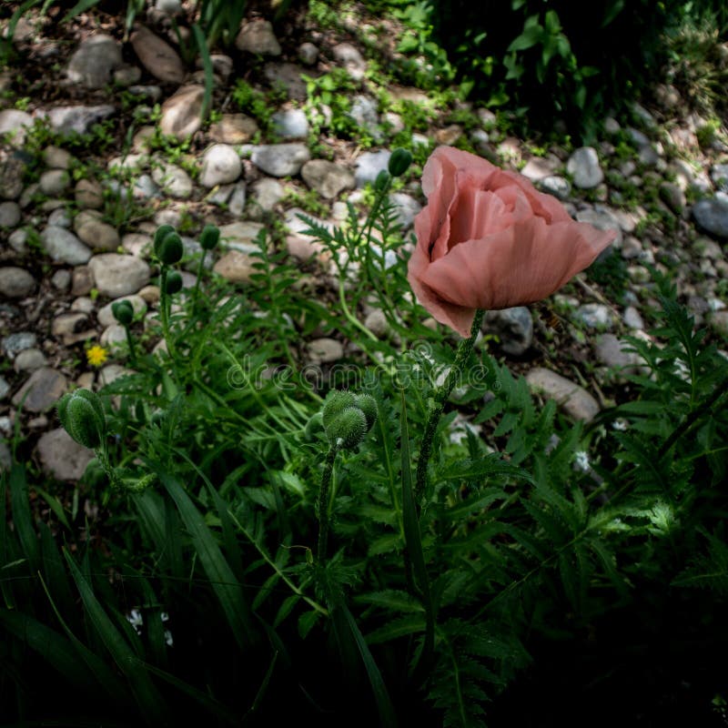 Spring Flowers in Moab , Utah ! Stock Image - Image of spring, flowers ...