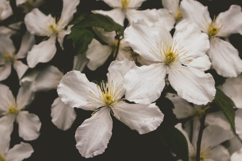Spring Flowers in Moab , Utah ! Stock Image - Image of spring, flowers ...