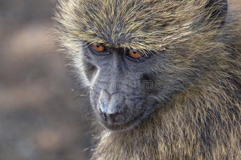 Sad looking monkey in tree stock image. Image of unhappy - 30553433