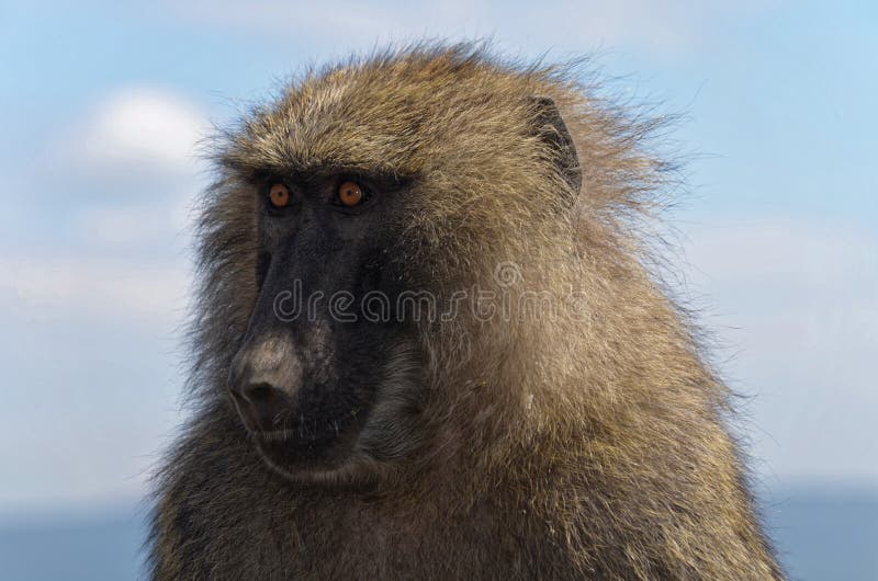 Looking monkey stock image. Image of away, destination - 55002623