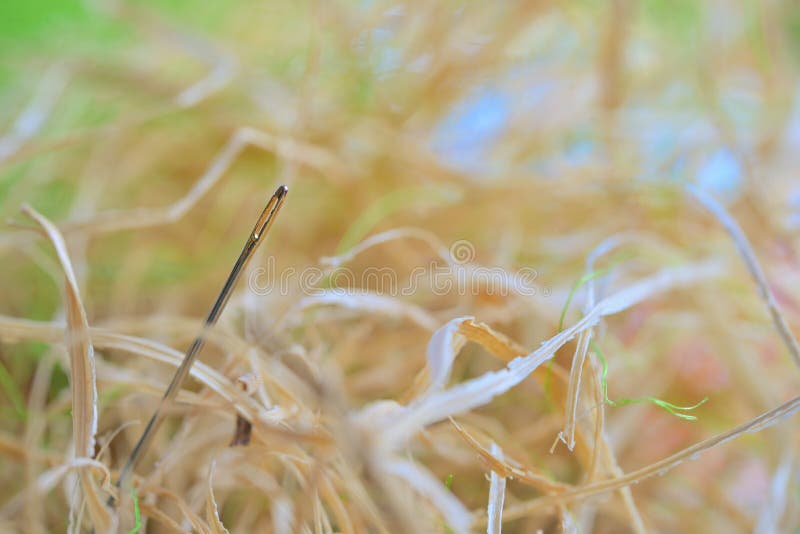 Looking for a Needle in a Haystack Stock Image - Image of elusive ...