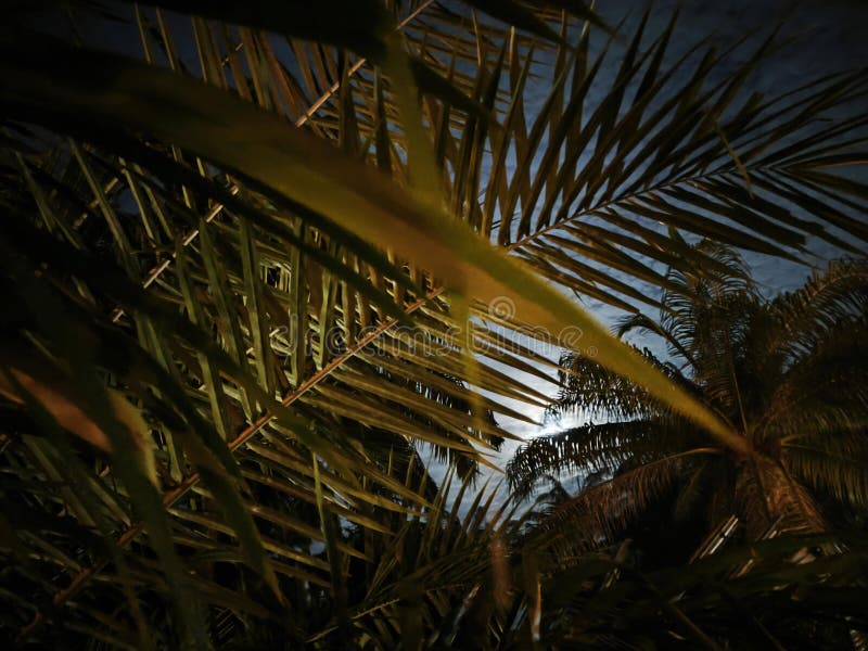 Looking at the Night Moon through the Palm Trees Leaf. Stock Image ...