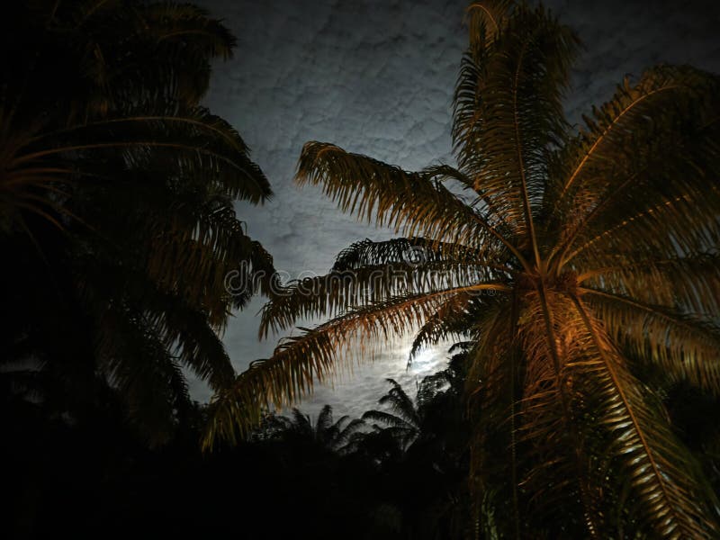 Looking at the Night Moon through the Palm Trees Leaf. Stock Photo ...