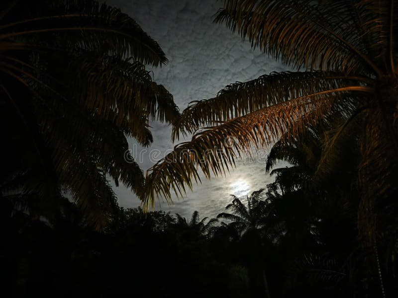 Looking at the Night Moon through the Palm Trees Leaf. Stock Image ...