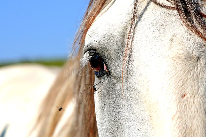 Looking old Kladruby horse stock image. Image of horses - 10576775