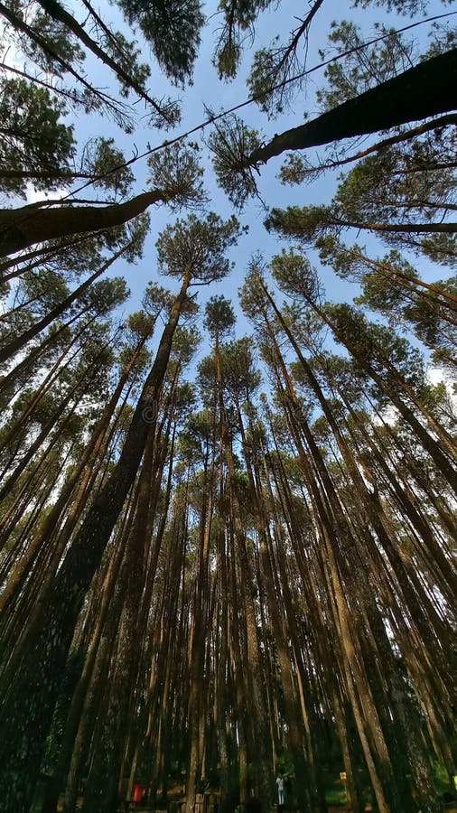 Good Forest Will Save the World Future Stock Photo - Image of jogja ...