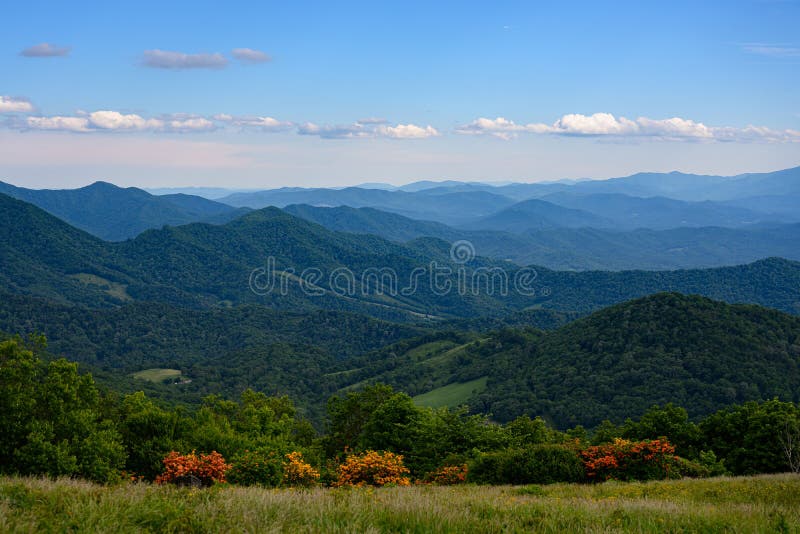 Looking Out Over Blue Ridge Mountain Valley Behind Flame Azalea Stock ...