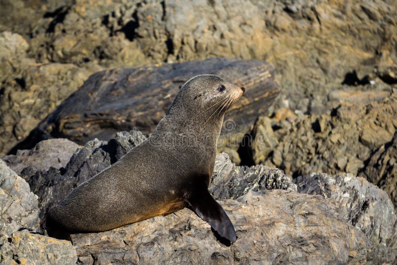 Looking Out Seal stock photo. Image of nature, animal - 41048402