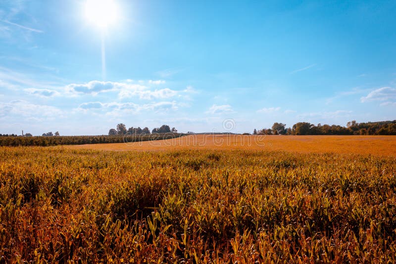 Looking Over the Corn Fields on a Beautiful Autumn Day in Michigan ...