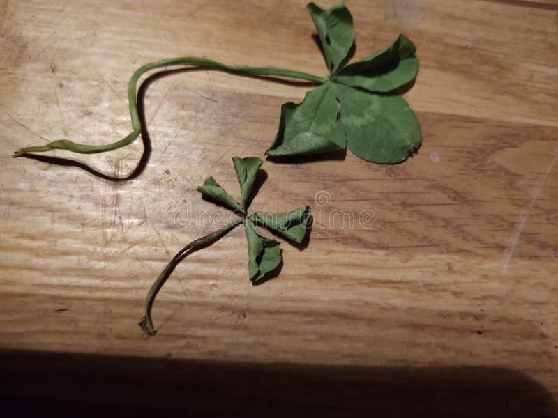 Looking Over a Dried Four Leaf Clover Stock Photo - Image of branch ...