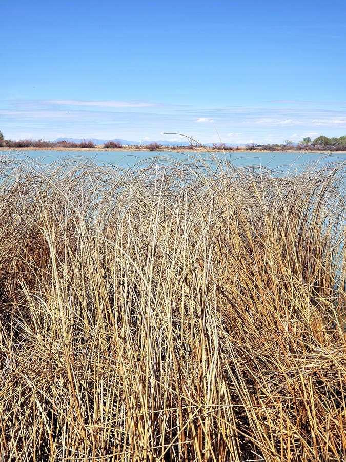 Looking Over the Dry Reeds To Water Stock Image - Image of flower ...