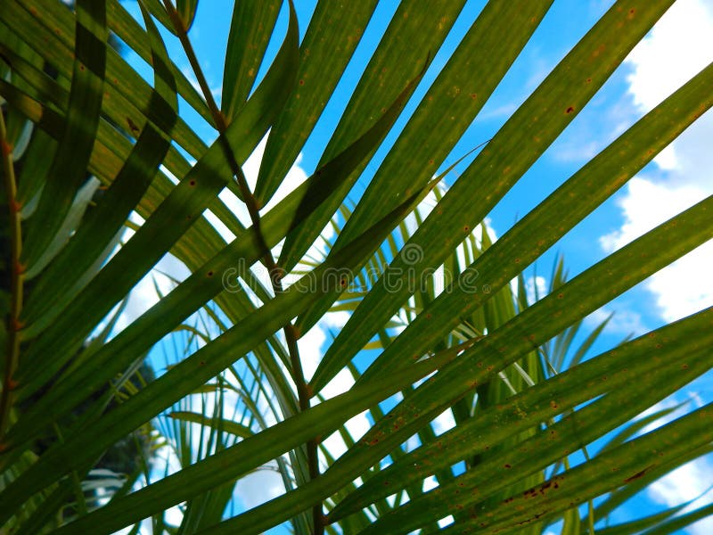 Palm tree in Florida stock photo. Image of palm, florida - 137698382