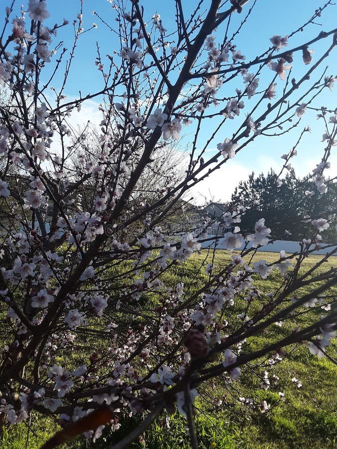 Looking through a Pear Tree at Sunset Stock Image - Image of pear ...