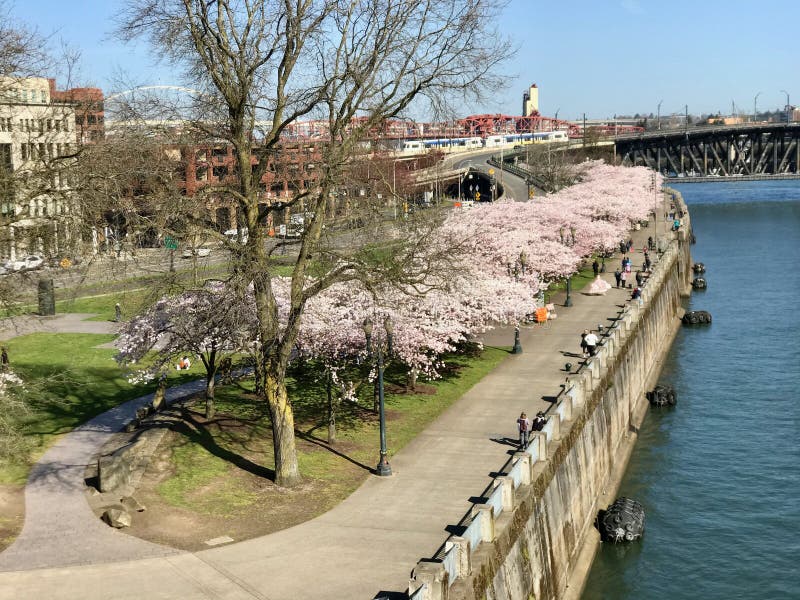Looking at the Walkways of the Waterfront Park Trail, Portland Oregon ...