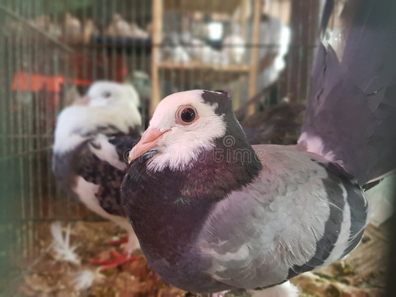 Looking Pigeon Activity in Cage at Animal Market Stock Image - Image of ...