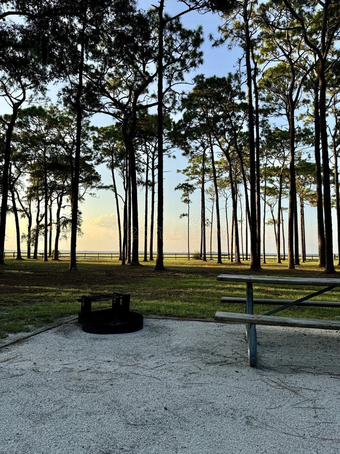 Looking through the Pine Trees in Georgia USA on a Clear Sky Day Stock ...