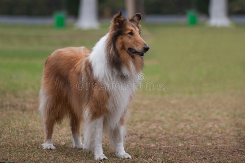 Looking for a playmate stock photo. Image of alert, companion - 58268538