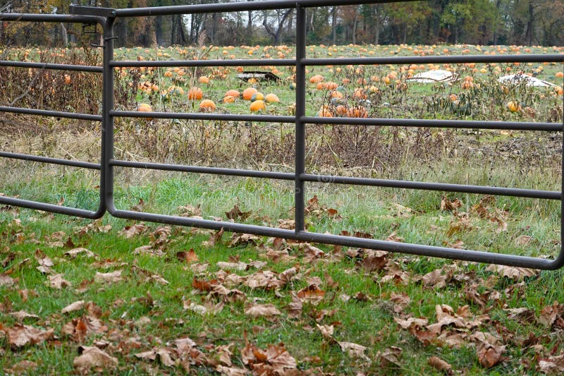 Looking at a Pumpkin Patch through a Metal Pipe Gate Stock Photo ...