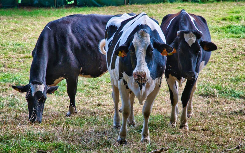 Are You Looking at Me Cows in the Feild on a Warm Summers Day Stock ...