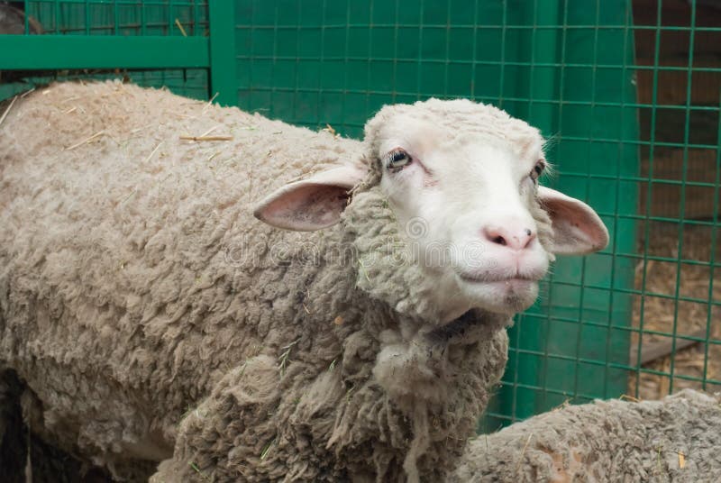 A Ram Looking for Its Sheep Stock Photo - Image of rock, agriculture ...