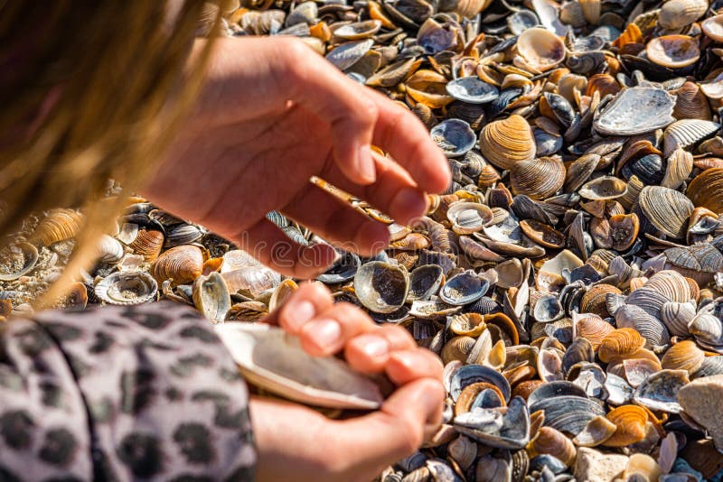 Looking for shells stock image. Image of ocean, cute, childhood - 705629