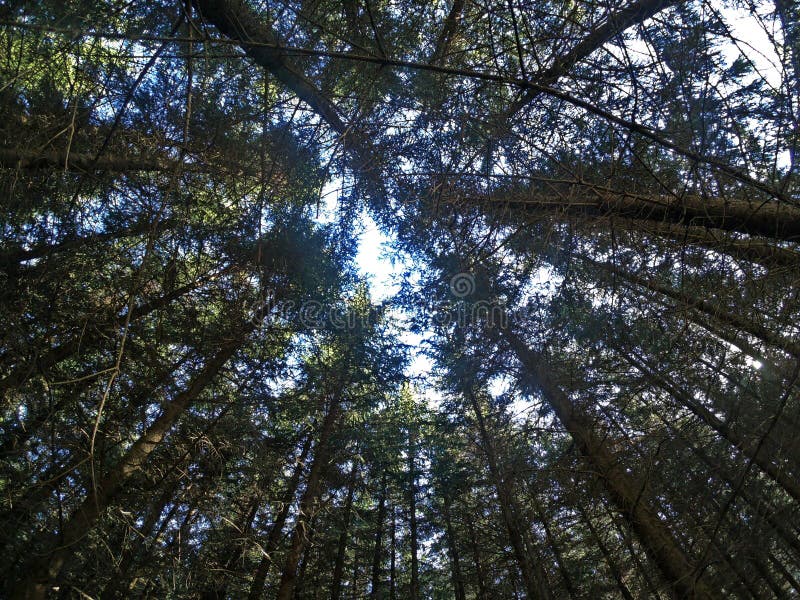 Looking at the Sky in a Forest Stock Image - Image of perspective, wide ...