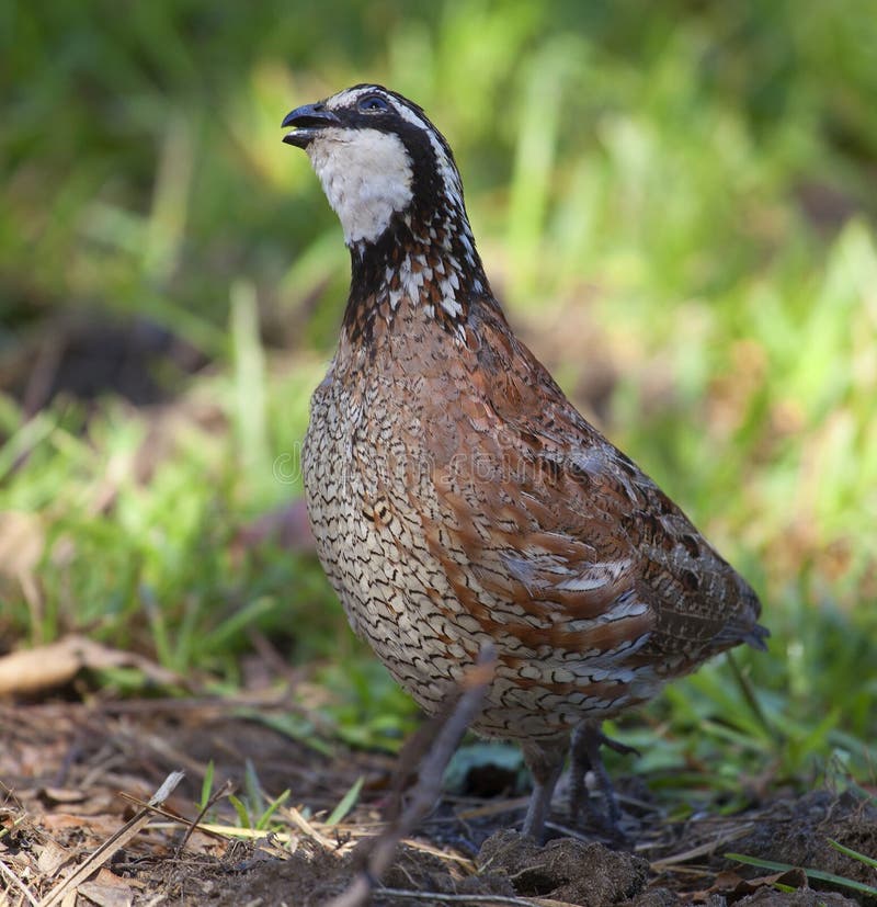 Bobwhite Quail Feathers Stock Photos - Free & Royalty-Free Stock Photos ...