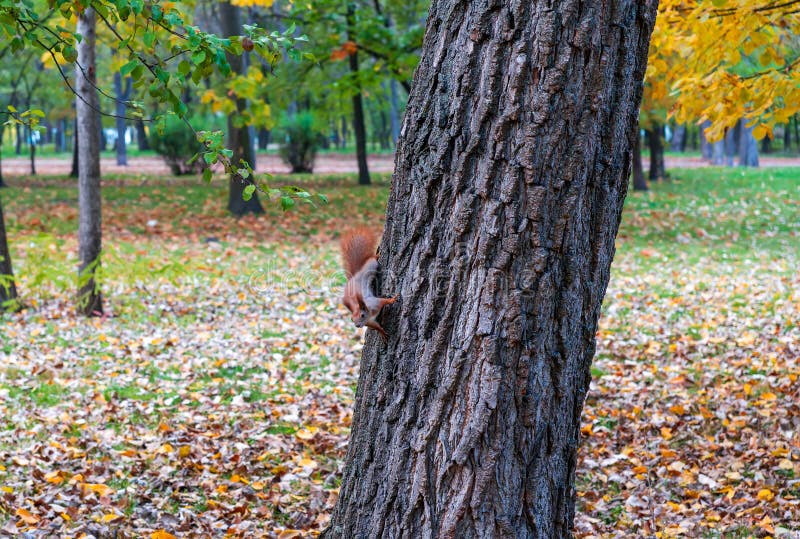 Looking Skyward through Colorful Fall Tree Branches. Natural Pattern of ...