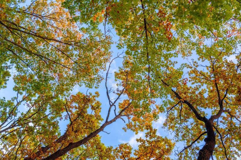 Looking Skyward through Colorful Fall Tree Branches. Natural Pattern of ...